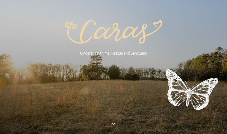 WordPress Developer for Nonprofits - Bill Erickson